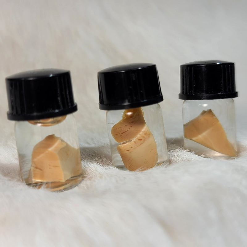 SkullStore // Buy Real Wet Specimen Animals Online | SkullStore Inc.