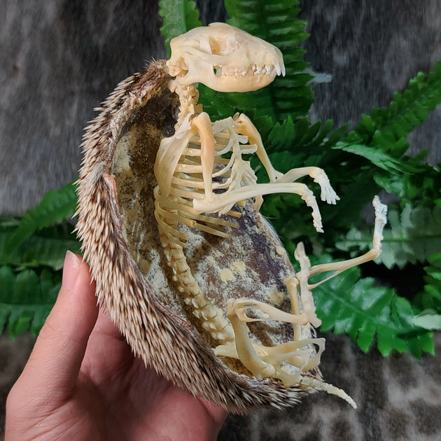 African Pygmy Hedgehog Skeleton B | SkullStore Inc.