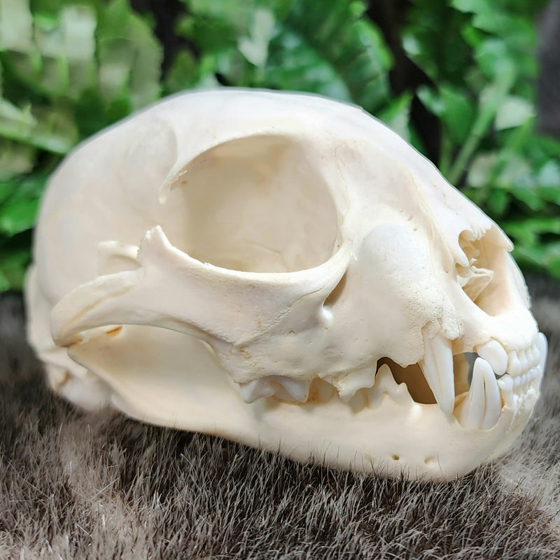 SkullStore // Buy Real Feline and Cat Skulls and Bones Online ...