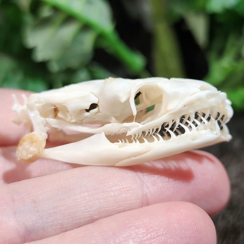 SkullStore // Buy Reptile Skulls, Skins, Skeletons, Taxidermy Online ...