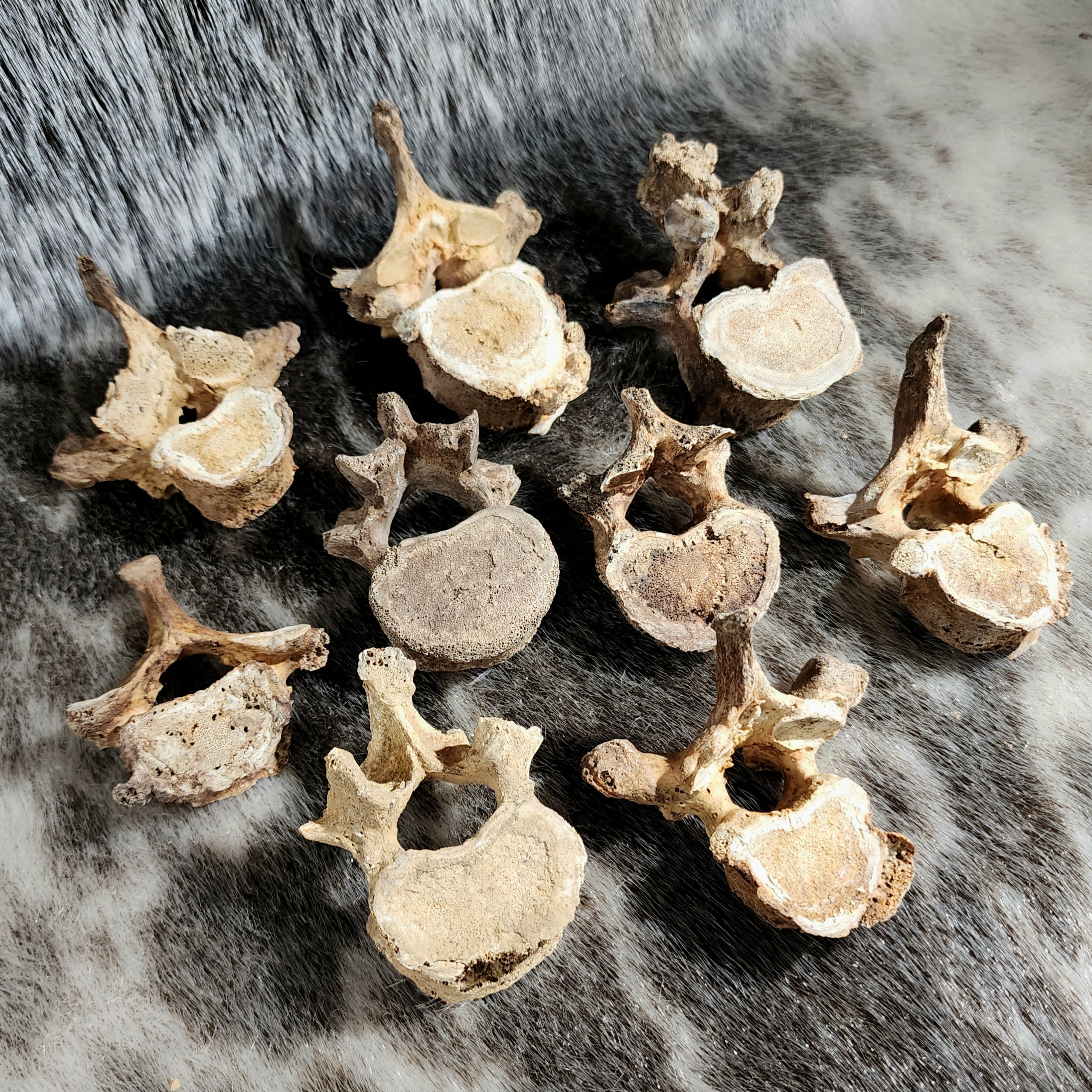 SkullStore // Buy Real Medical Human Skulls, Bones, Skeletons Online ...