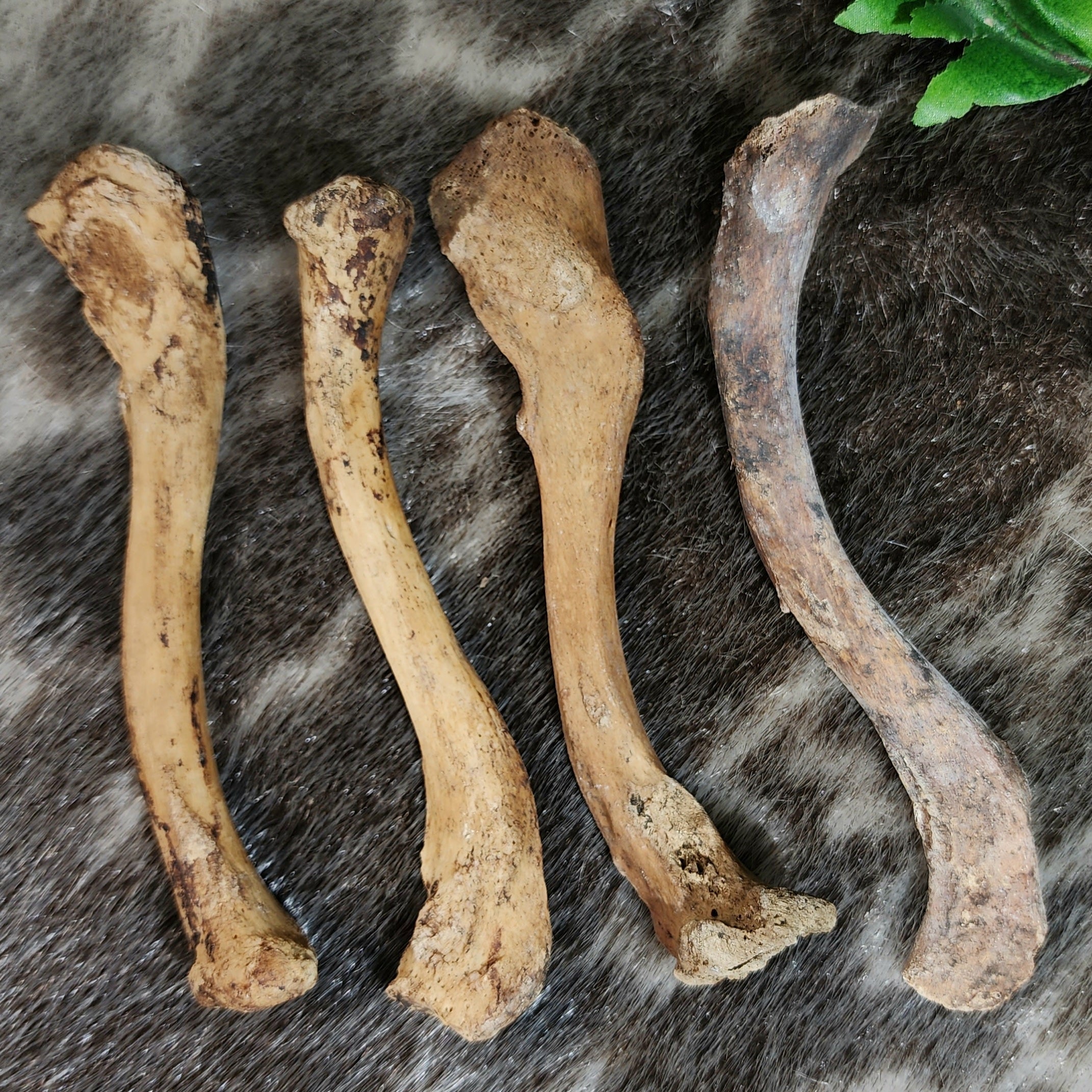 SkullStore // Buy Real Medical Human Skulls, Bones, Skeletons Online ...