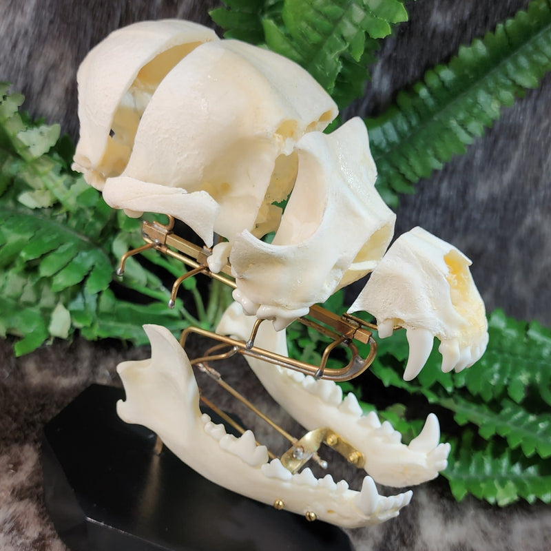 SkullStore // We Are The World's Leading Oddity Shop! Buy Online ...