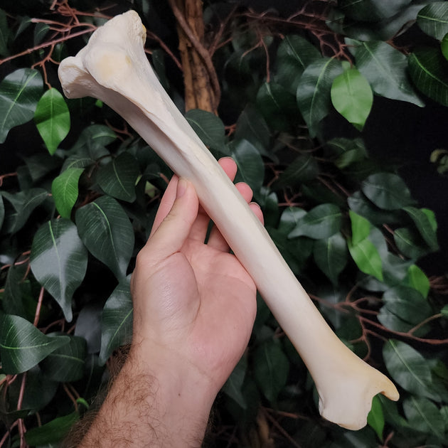 Lion Tibia, Captive-Born | SkullStore Inc.