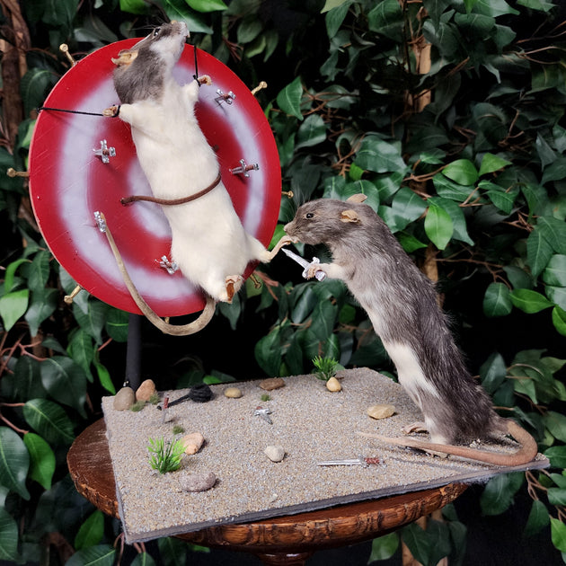 Rat Taxidermy, Sideshow Squeekers | SkullStore Inc.