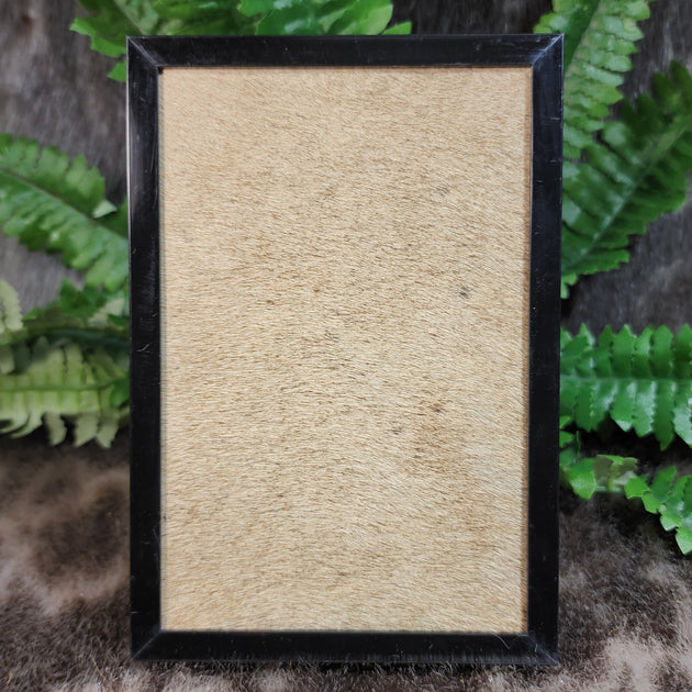Lion Fur Frames (Antique) | SkullStore Inc.