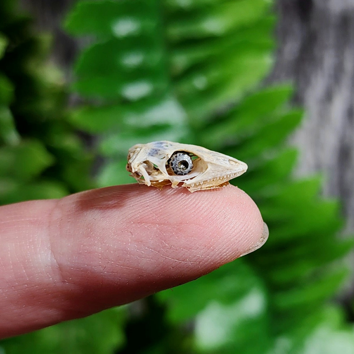 SkullStore // Buy Real Animal Skulls and Human Skulls Online ...