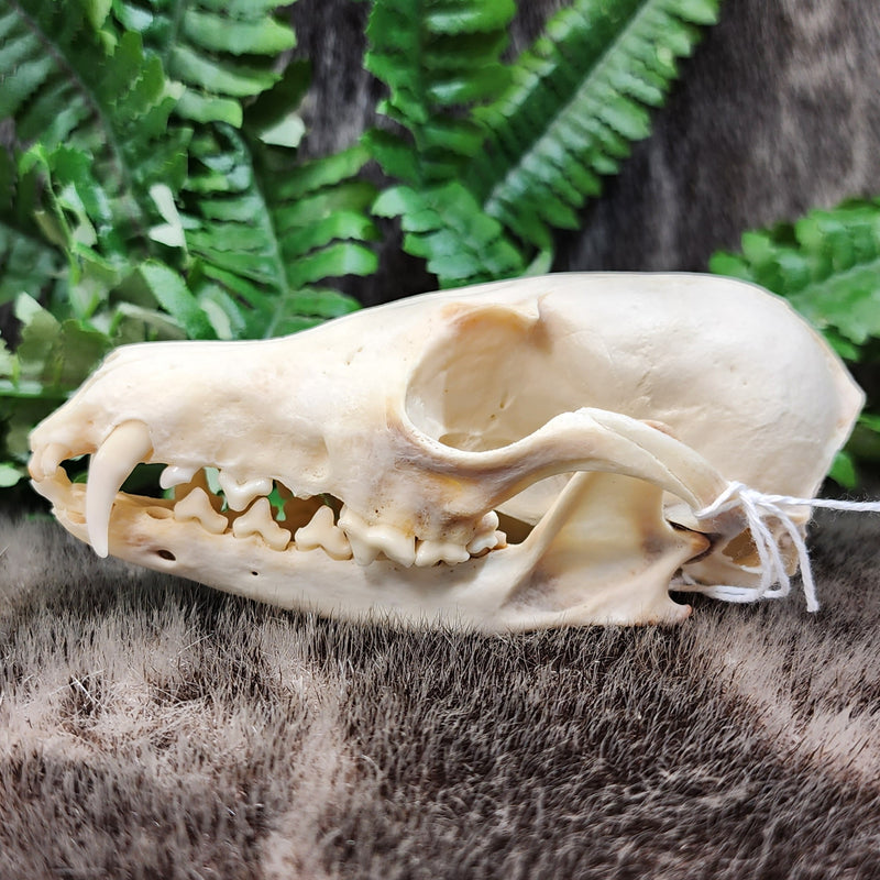 SkullStore // Buy Real Oddities, Skulls, Taxidermy, And Fossils Online ...