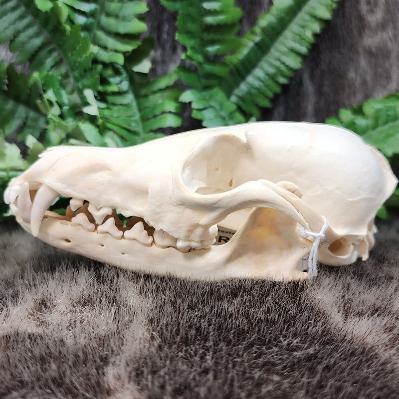 SkullStore // Buy Real Oddities, Skulls, Taxidermy, And Fossils Online ...