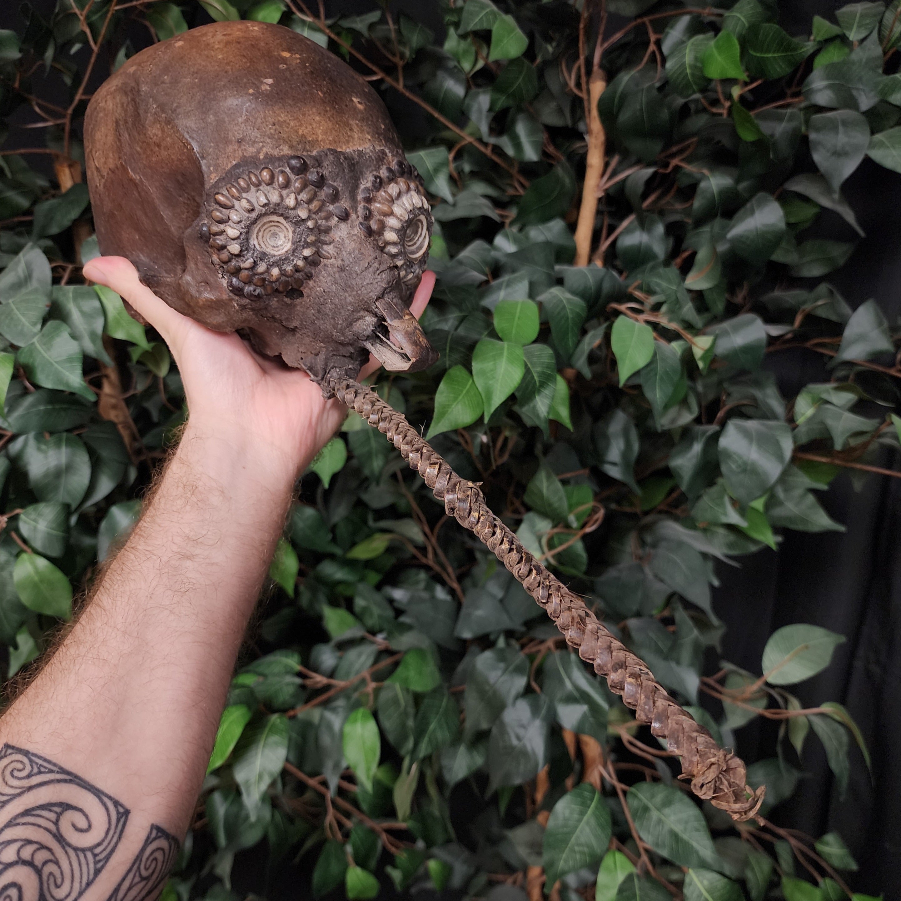 SkullStore // Buy Real Medical Human Skulls, Bones, Skeletons Online ...