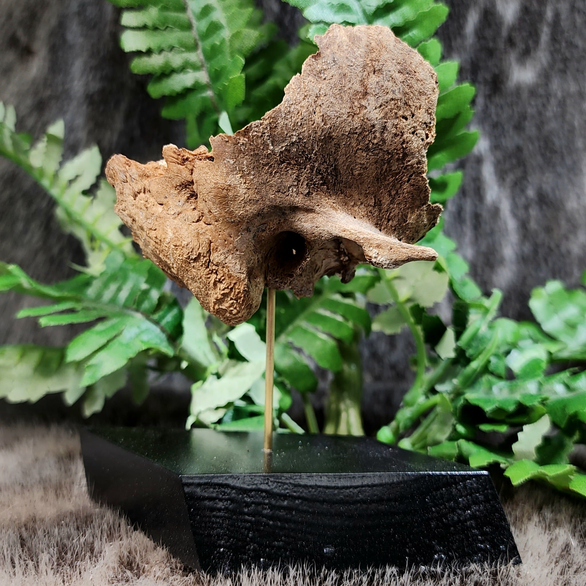 SkullStore // Buy Real Medical Human Skulls, Bones, Skeletons Online ...