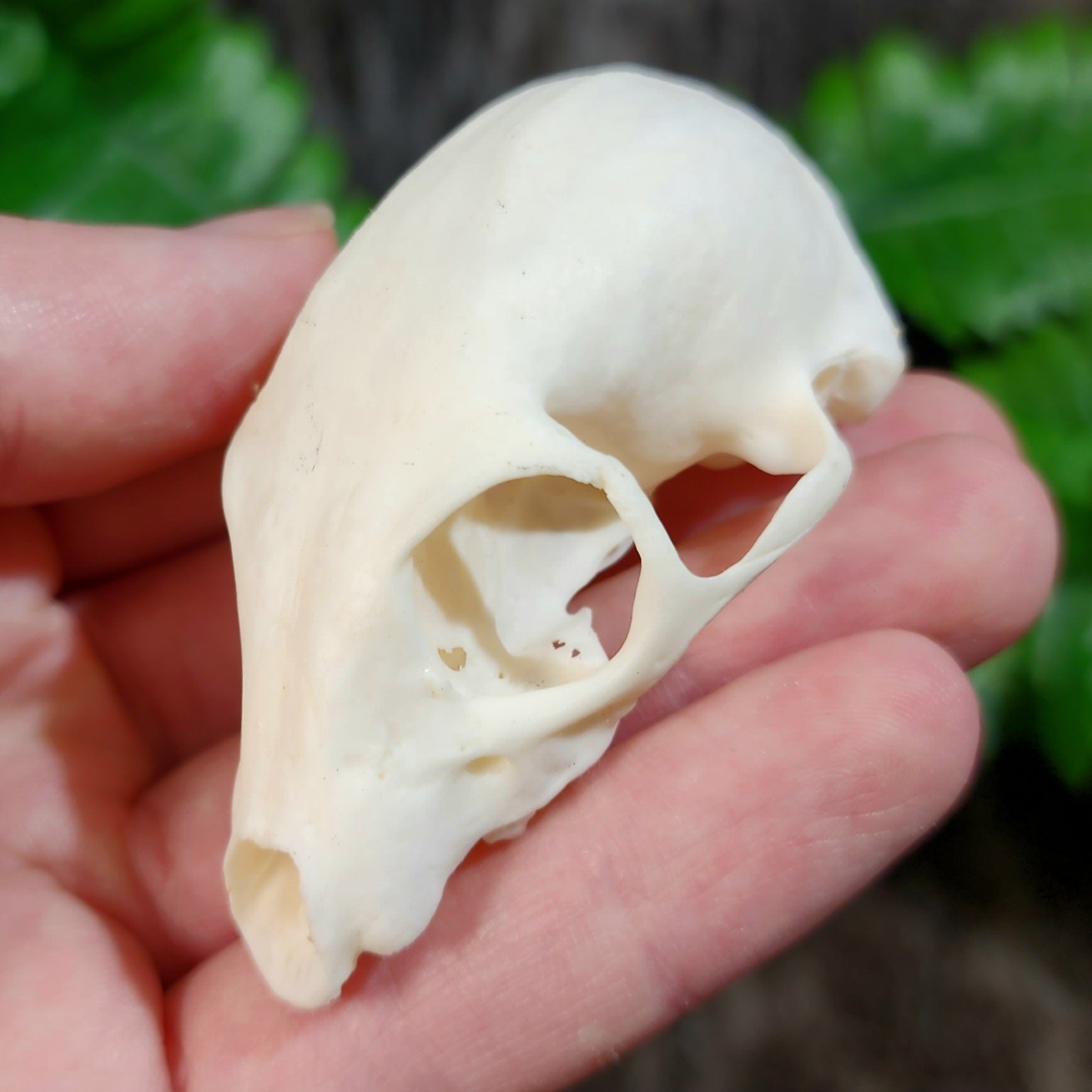 SkullStore // The world's top online oddity and natural history store ...