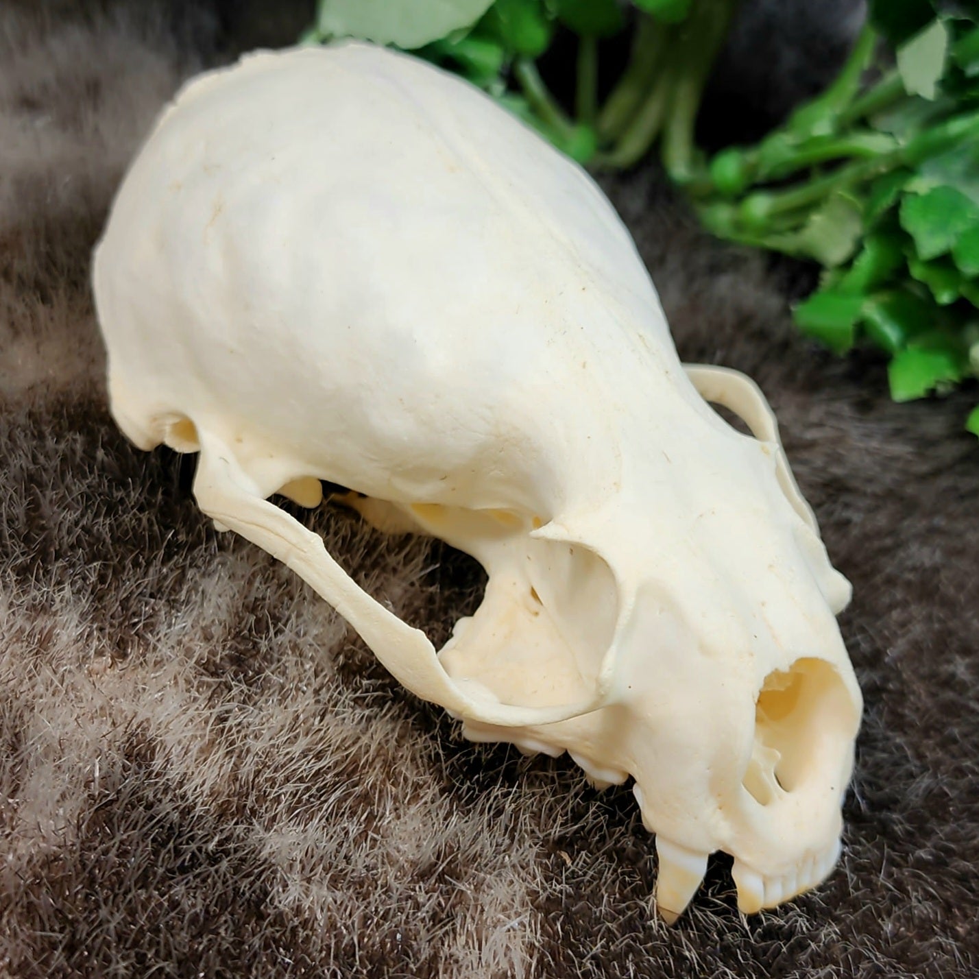 SkullStore // The world's top online oddity and natural history store ...