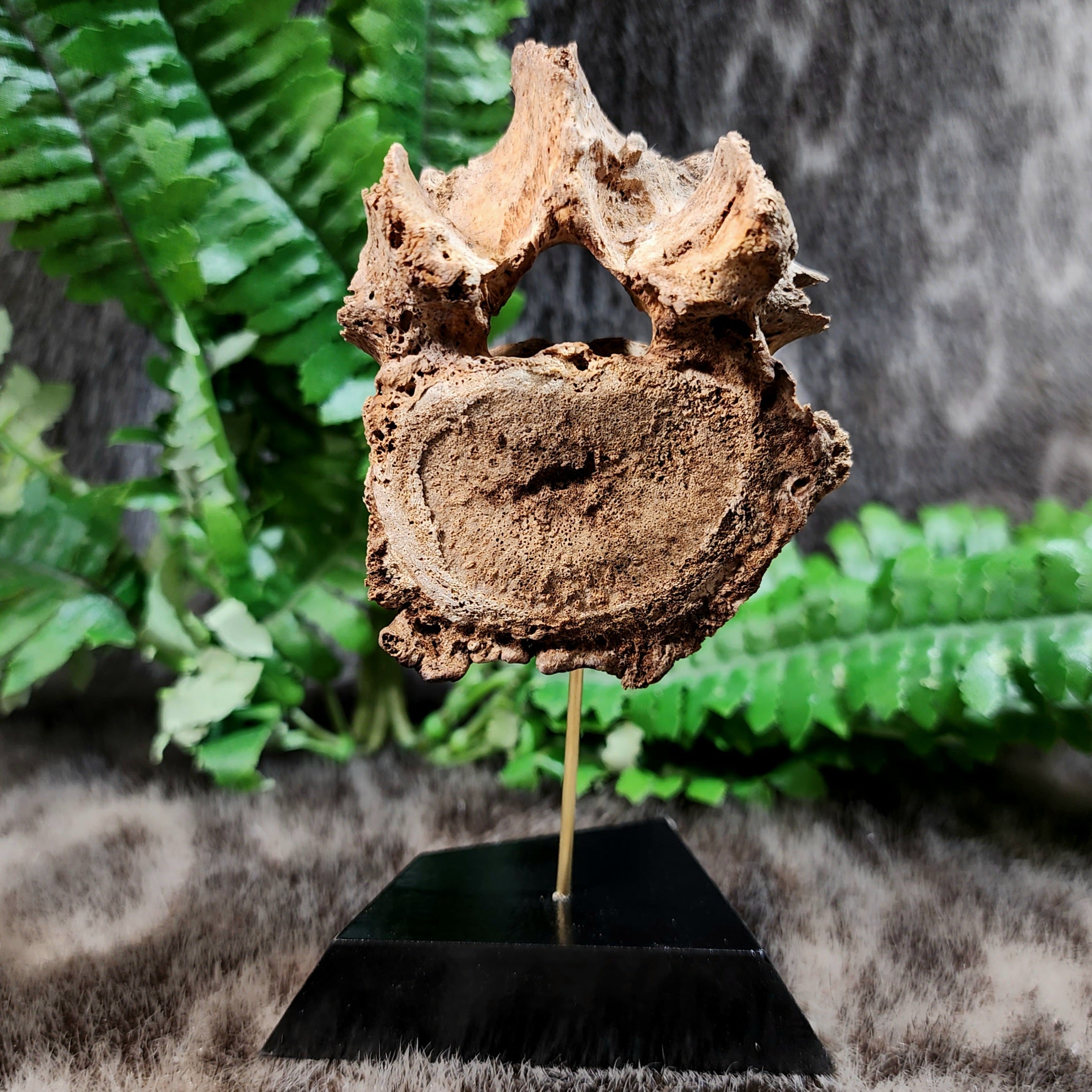 SkullStore // Buy Real Medical Human Skulls, Bones, Skeletons Online ...