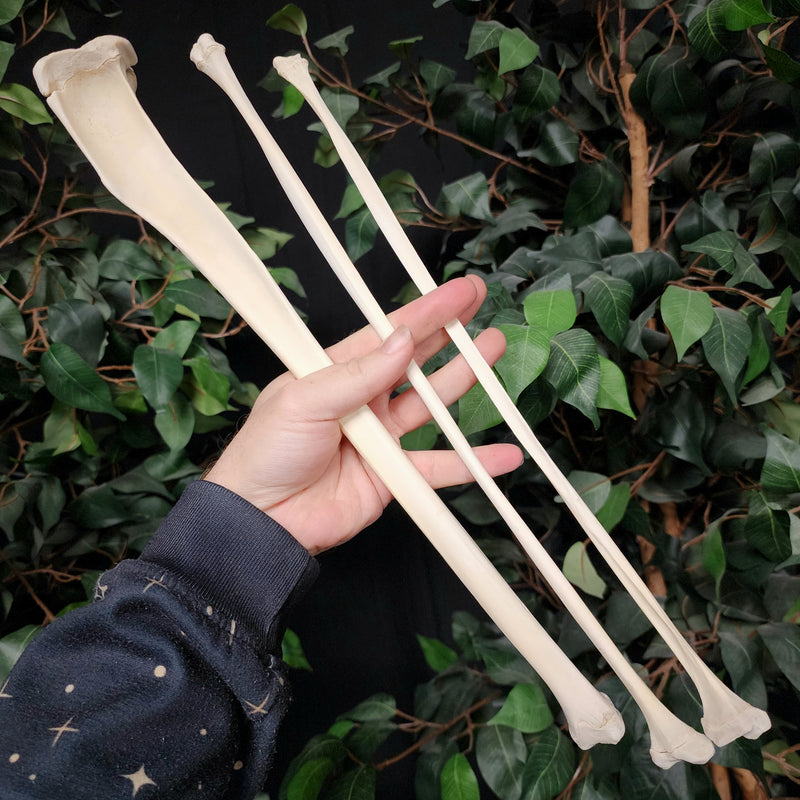 SkullStore // Buy Real Marsupial Bones, Skulls and Furs Online ...