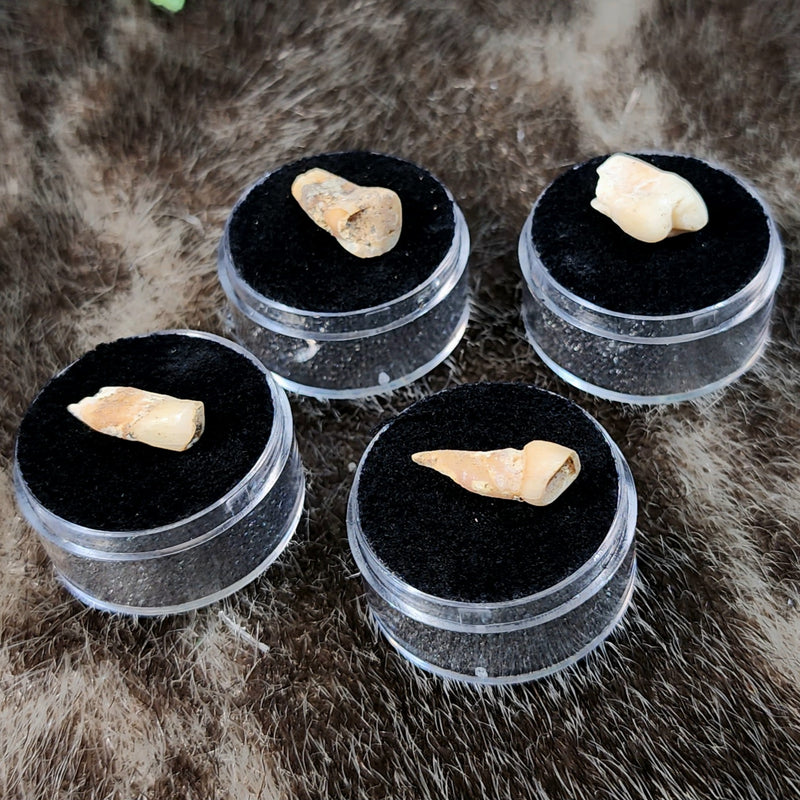 SkullStore // Buy Real Medical Human Skulls, Bones, Skeletons Online ...