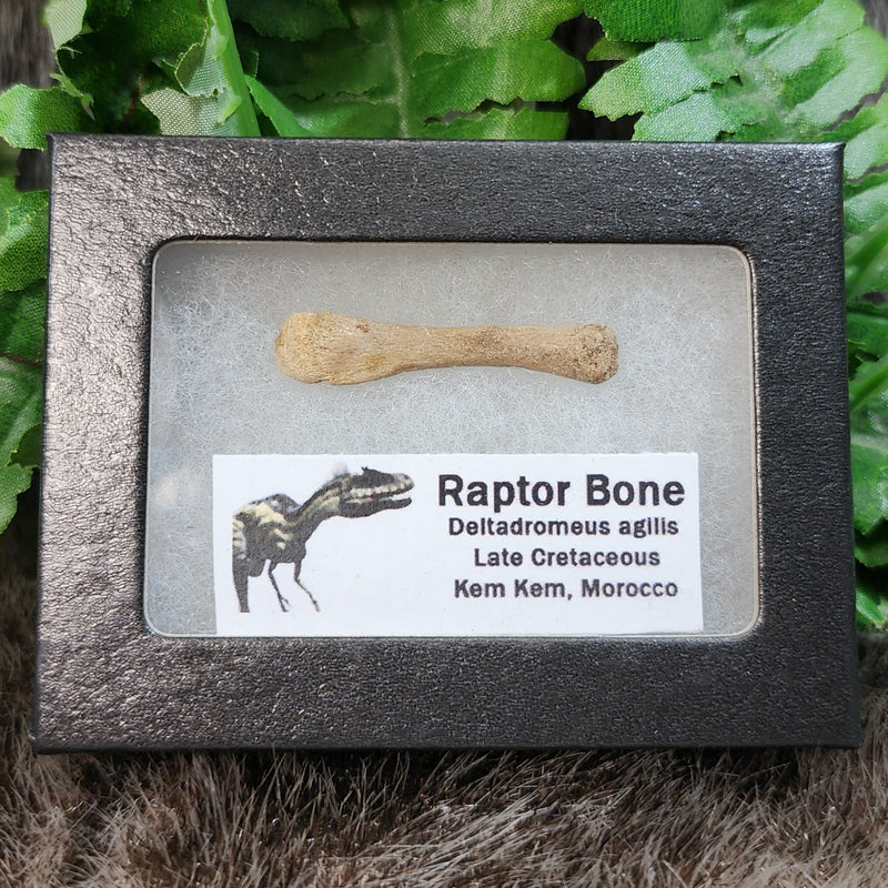 SkullStore // The world's top online oddity and natural history store ...