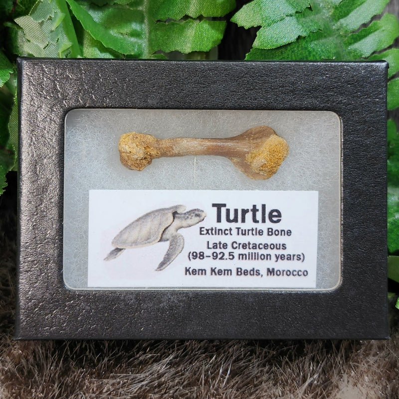 SkullStore // The world's top online oddity and natural history store ...