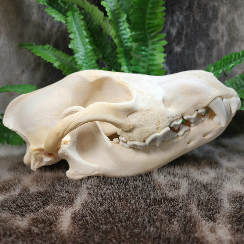 SkullStore // The world's top online oddity and natural history store ...