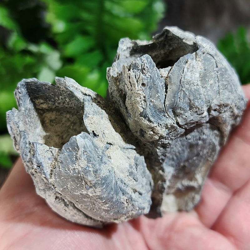 SkullStore // The world's top online oddity and natural history store ...