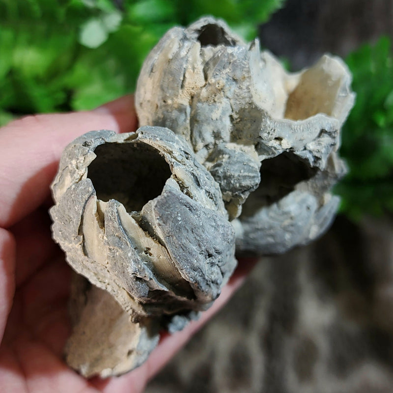 SkullStore // The world's top online oddity and natural history store ...