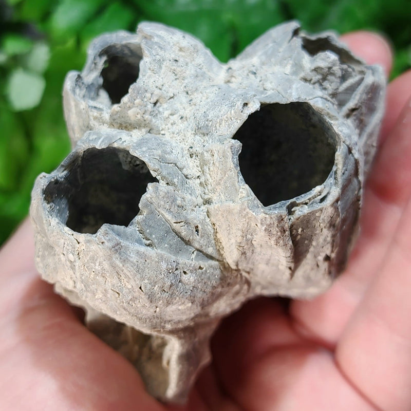 SkullStore // The world's top online oddity and natural history store ...