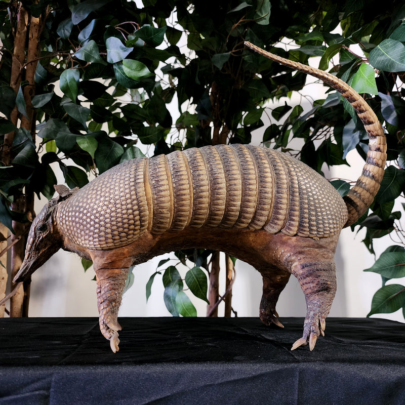 SkullStore // The world's top online oddity and natural history store ...