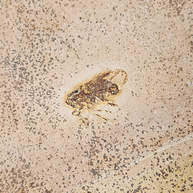 Fossil Bug, C (Brazil) | SkullStore Inc.