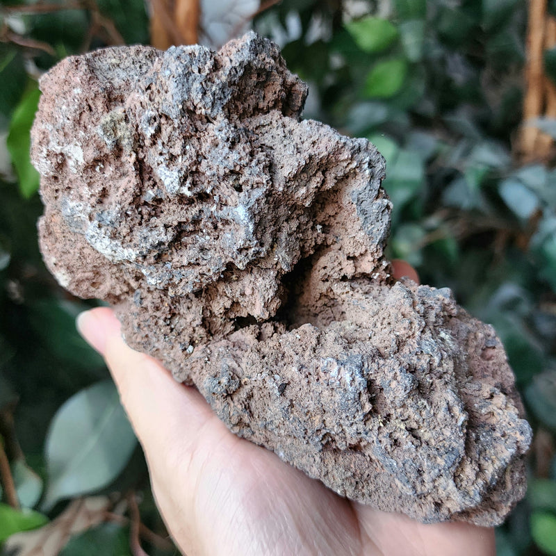 SkullStore // The world's top online oddity and natural history store ...