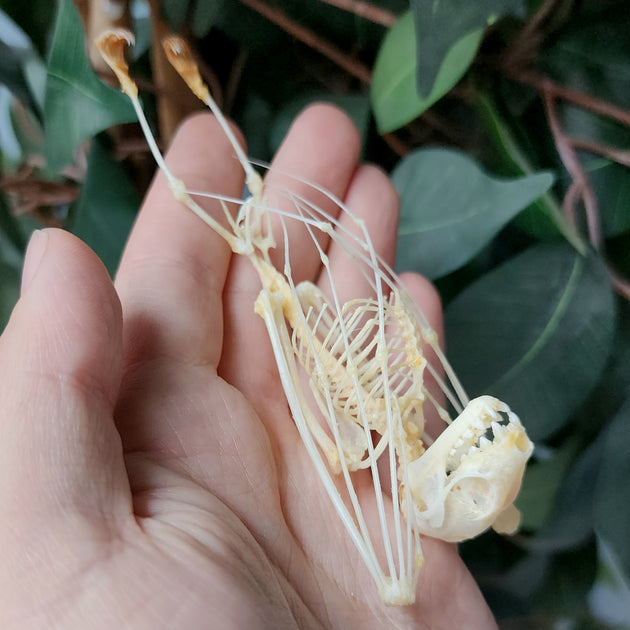 Minute Fruit Bat Skeletons (Hanging) | SkullStore Inc.