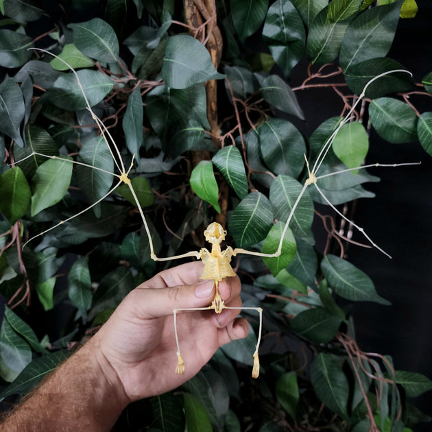 False Vampire Bat Skeleton (Spread) | SkullStore Inc.