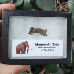 SkullStore // The world's top online oddity and natural history store ...