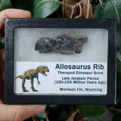 SkullStore // Buy Real Dinosaur Fossils Online | SkullStore Inc.