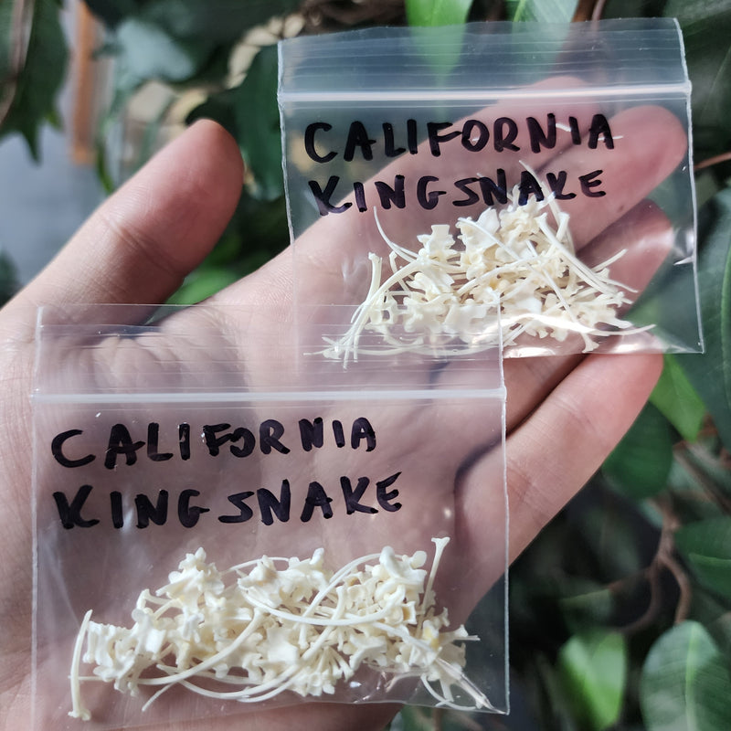 SkullStore // Buy Real Cruelty Free, Sustainable Animal Parts Online ...