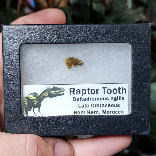 Raptor Dinosaur Tooth H (Morocco) | SkullStore Inc.