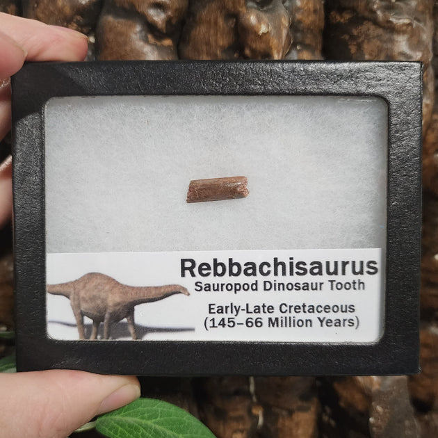 Rebbachisaurus Dinosaur Tooth C | SkullStore Inc.
