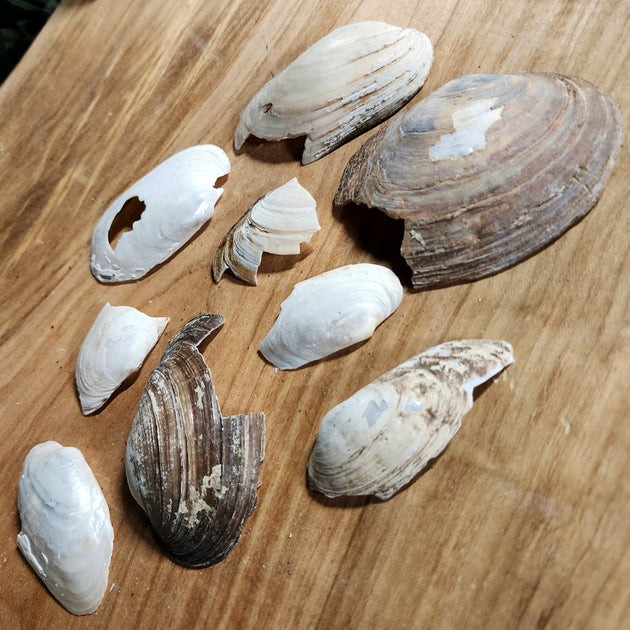 Seashells (Craft-Grade Set) | SkullStore Inc.