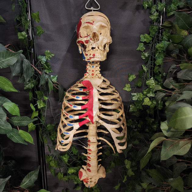 Articulated Human Skull & Torso, Anatomical Labeling | SkullStore Inc.