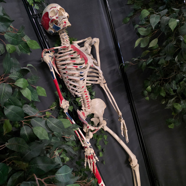 Articulated Human Skeleton, Anatomical Labeling (Ex-Museum ...