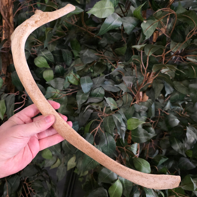 Beluga Whale Ribs (SALE) | SkullStore Inc.