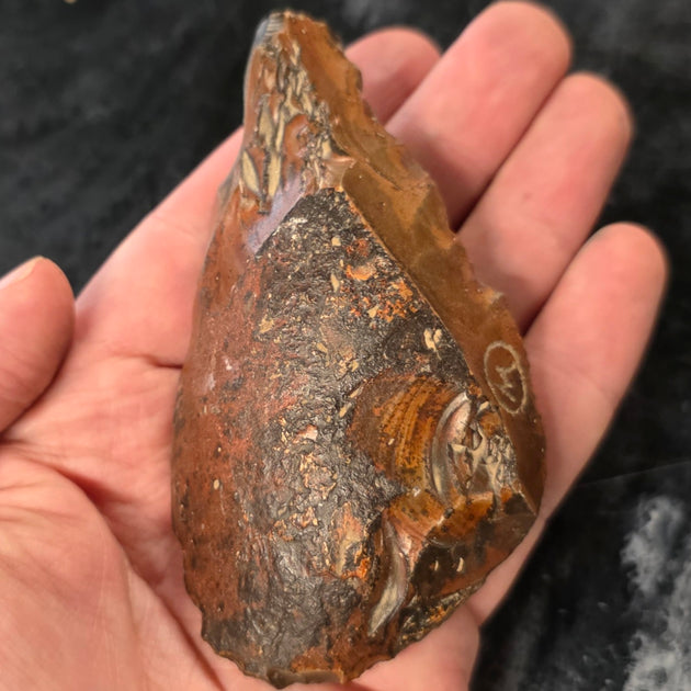 Egyptian Paleolithic Stone Tool, B (Ex-Museum) | SkullStore Inc.