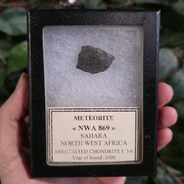 Meteorite, NWA 869 | SkullStore Inc.