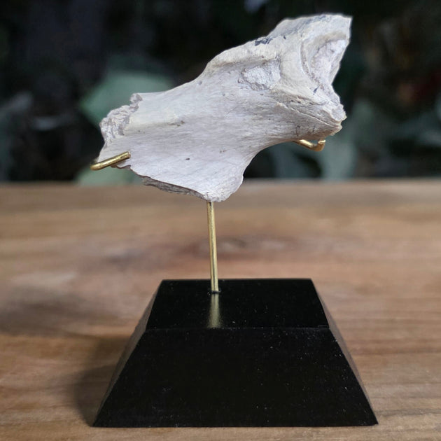 Nimravus Sabertooth Hip Bone B, On Stand | SkullStore Inc.