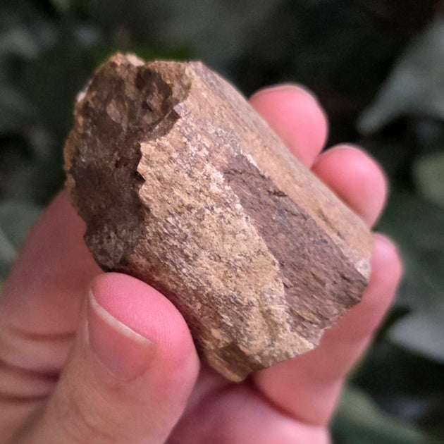 Dinosaur Rib Bone Fragment A | SkullStore Inc.