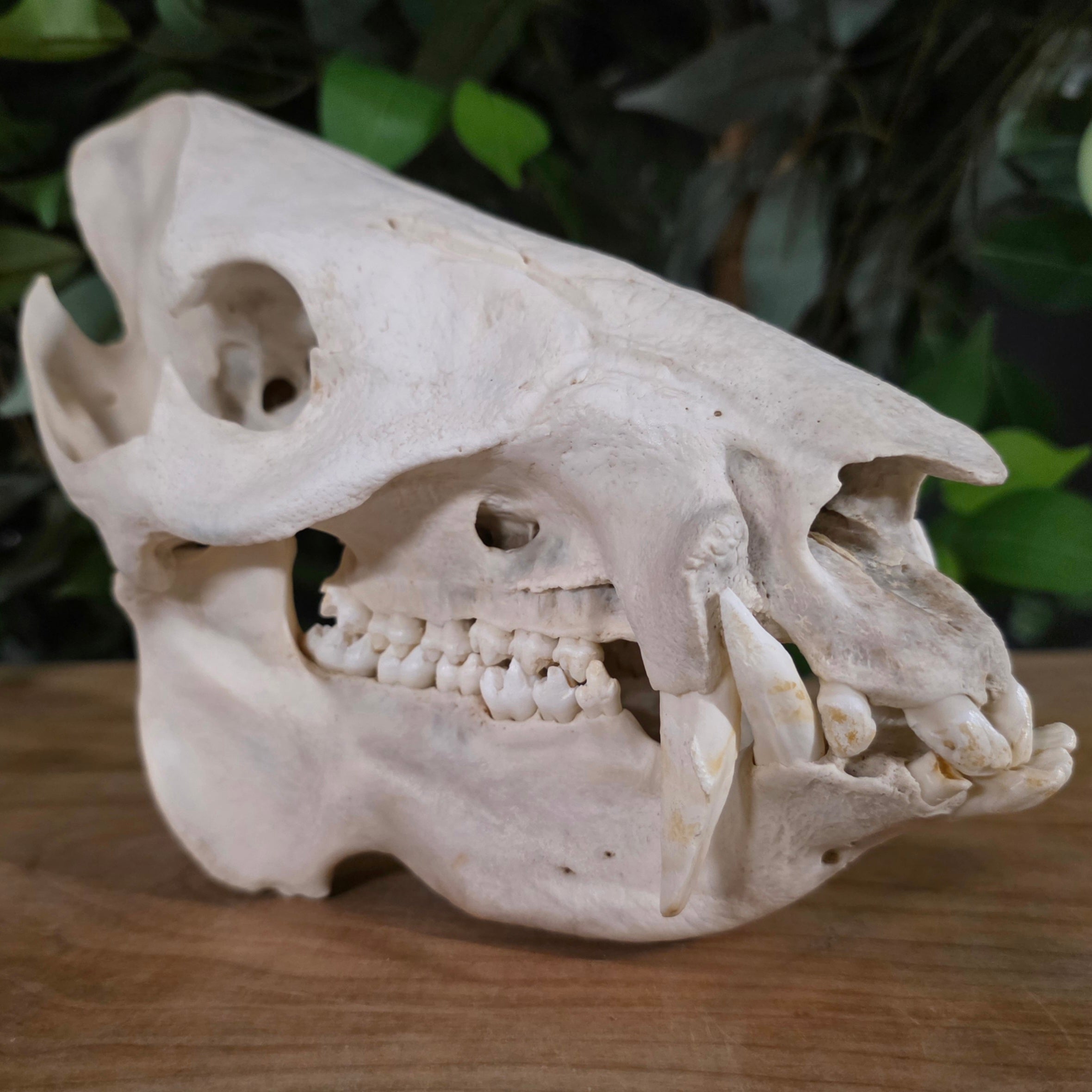 Javelina Skull, Deformed (Ex-Museum) | SkullStore Inc.