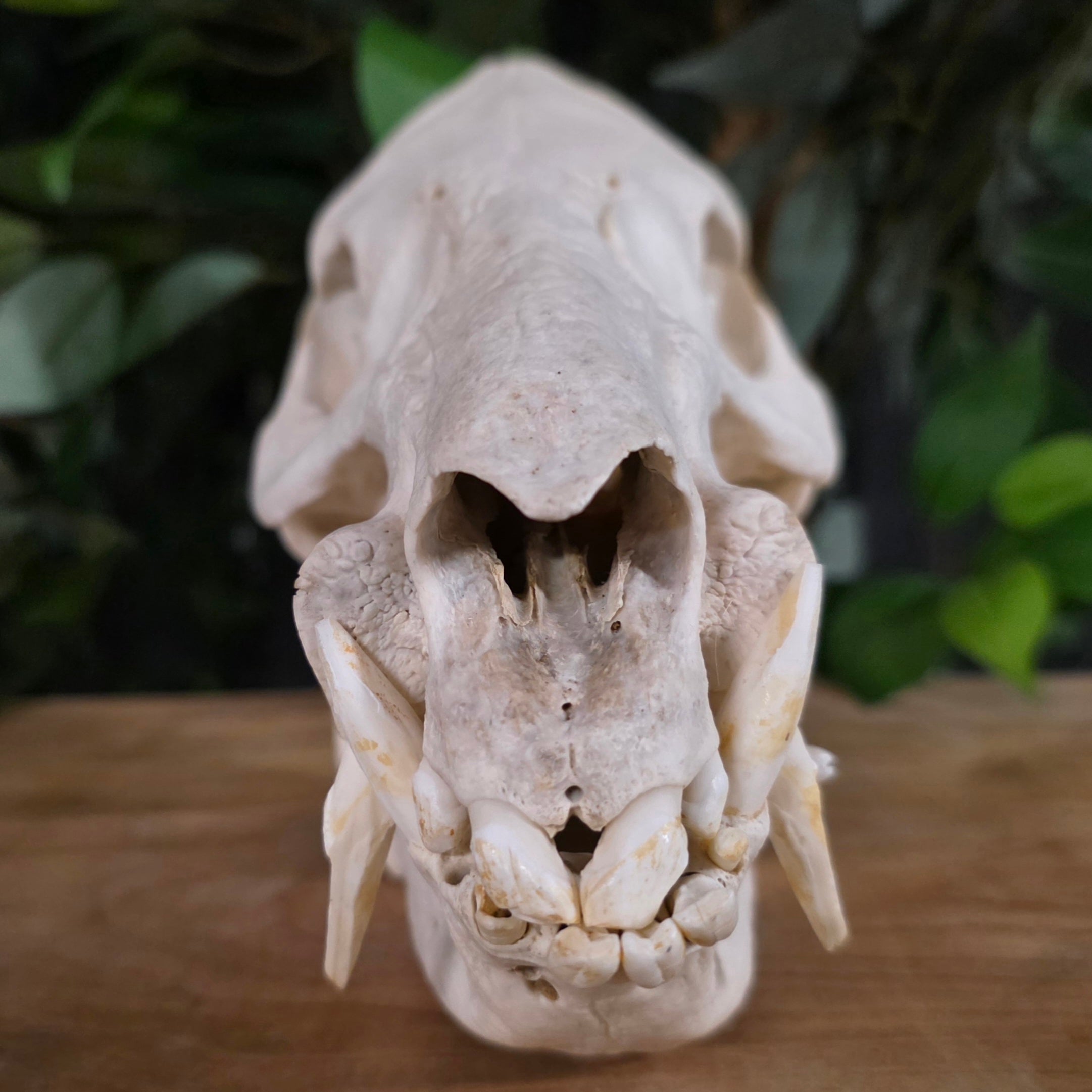 Javelina Skull, Deformed (Ex-Museum) | SkullStore Inc.