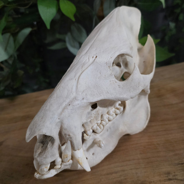 Javelina Skull, Deformed (Ex-Museum) | SkullStore Inc.