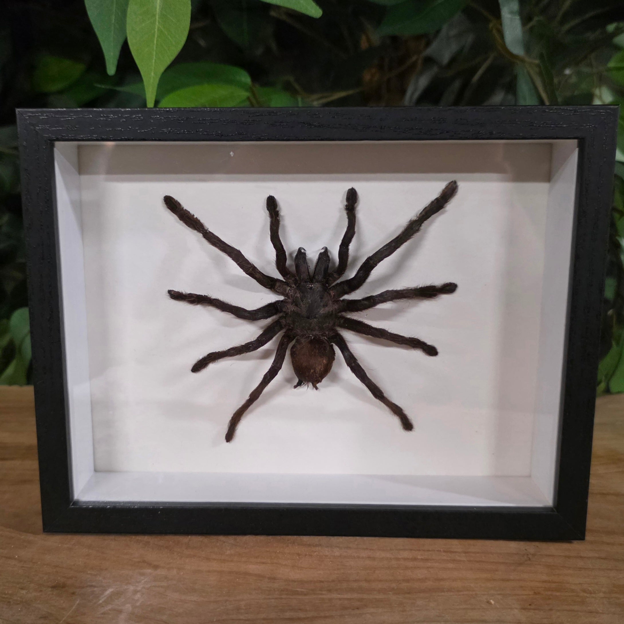 Javan Yellow Knee Tarantula (Framed) | SkullStore Inc.