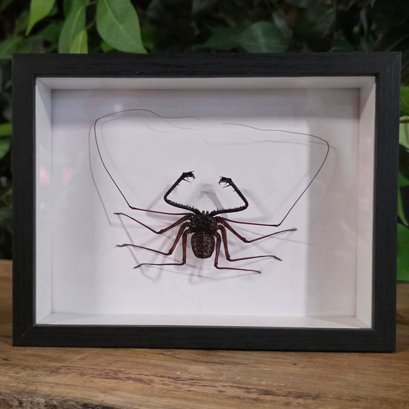 Tailless Whip Scorpion (Framed) | SkullStore Inc.