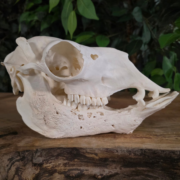 Alpaca Skull, Bone Cancer (Ex-Museum) | SkullStore Inc.